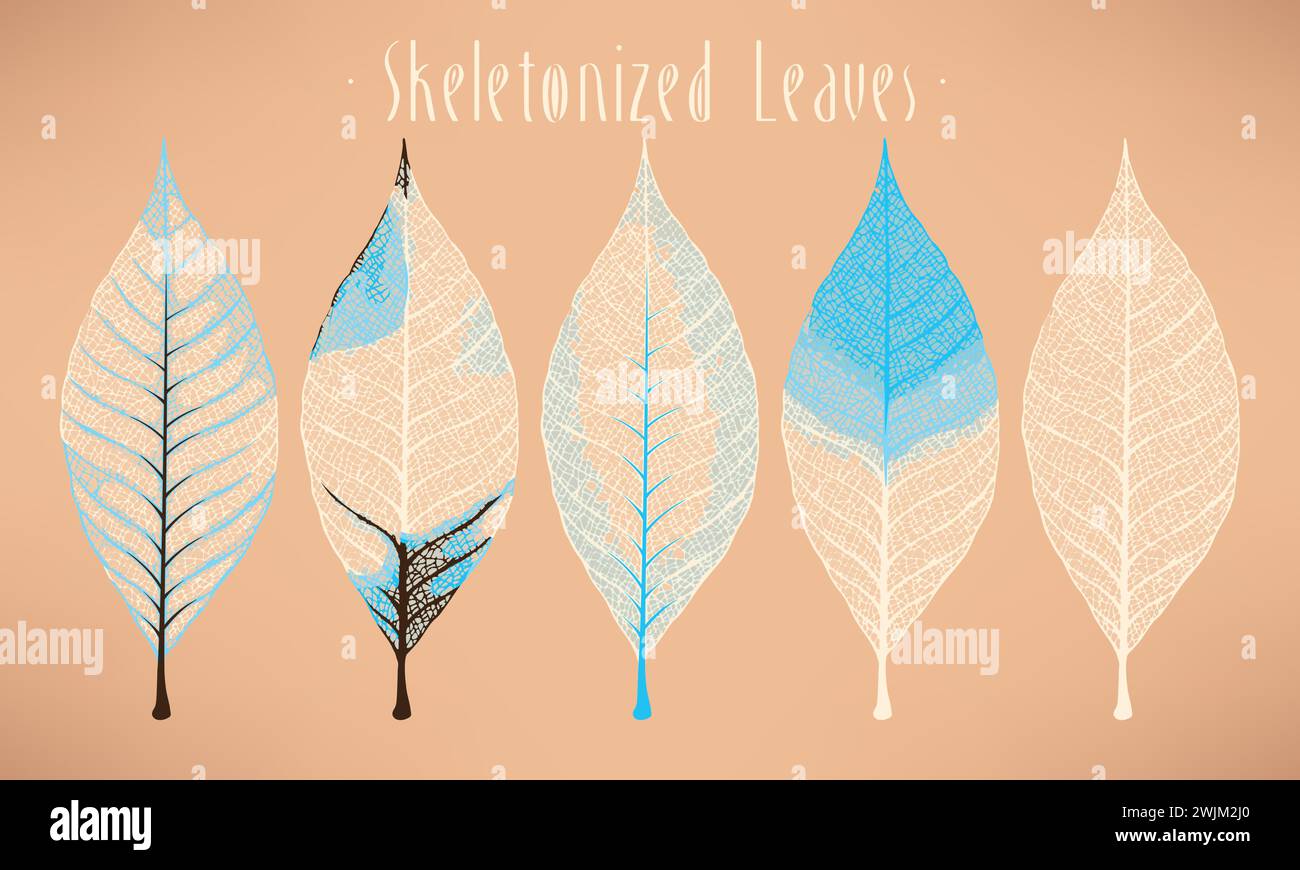 Skeletonized leaves hi-res stock photography and images - Alamy