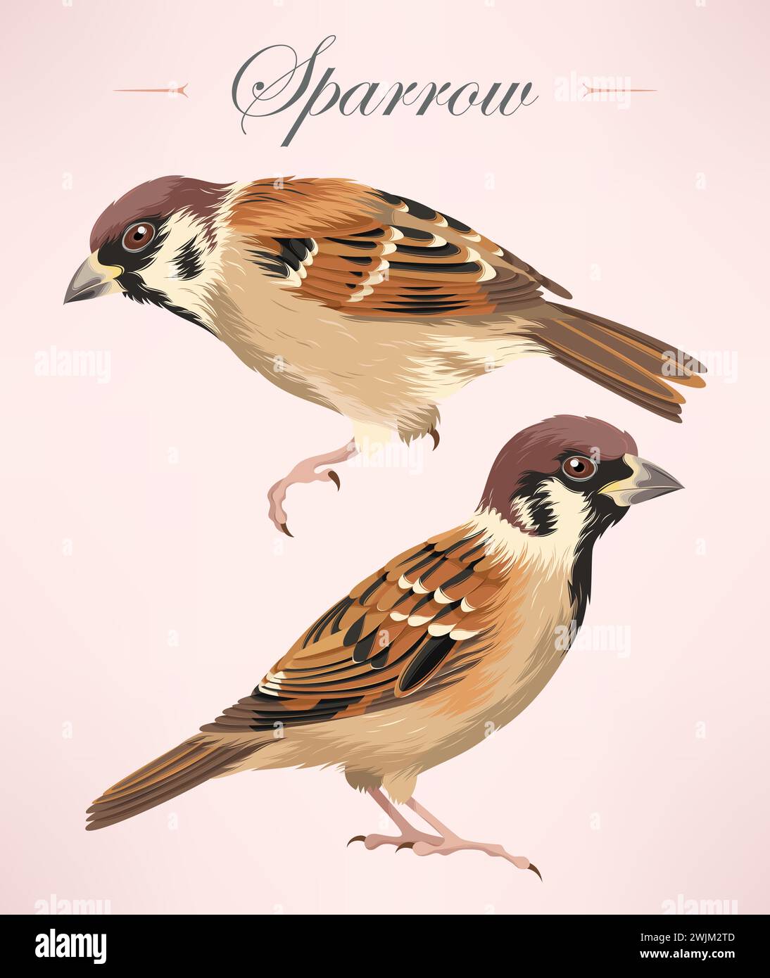 Close up beautiful detailed Stock Vector Images - Alamy