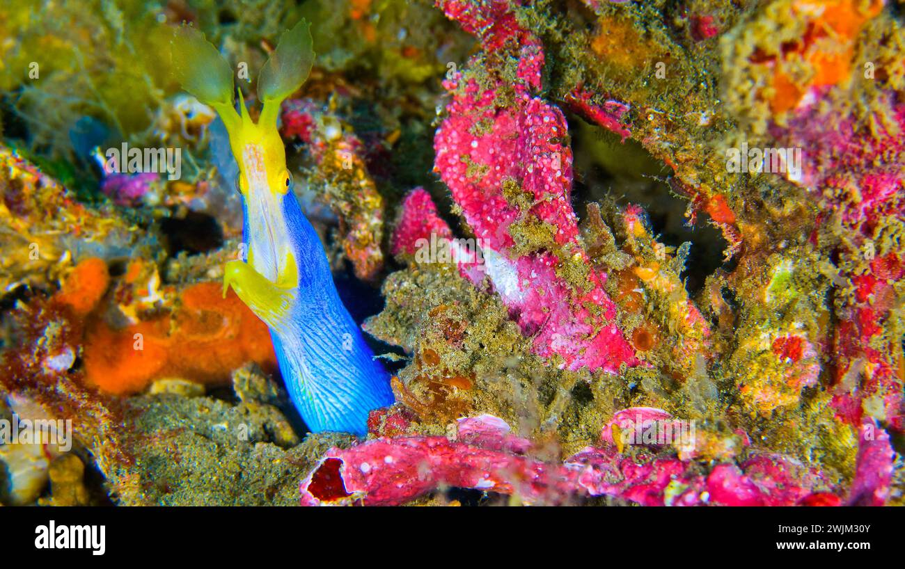Coral teeth hi-res stock photography and images - Alamy