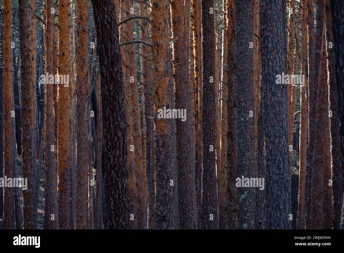 Pine forest, Pinus sylvestris, Navaleno, Soria, Autonomous Community of ...