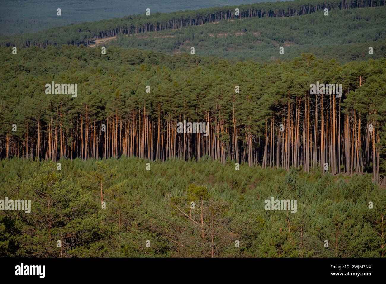 Pine forest, Pinus sylvestris, Navaleno, Soria, Autonomous Community of ...