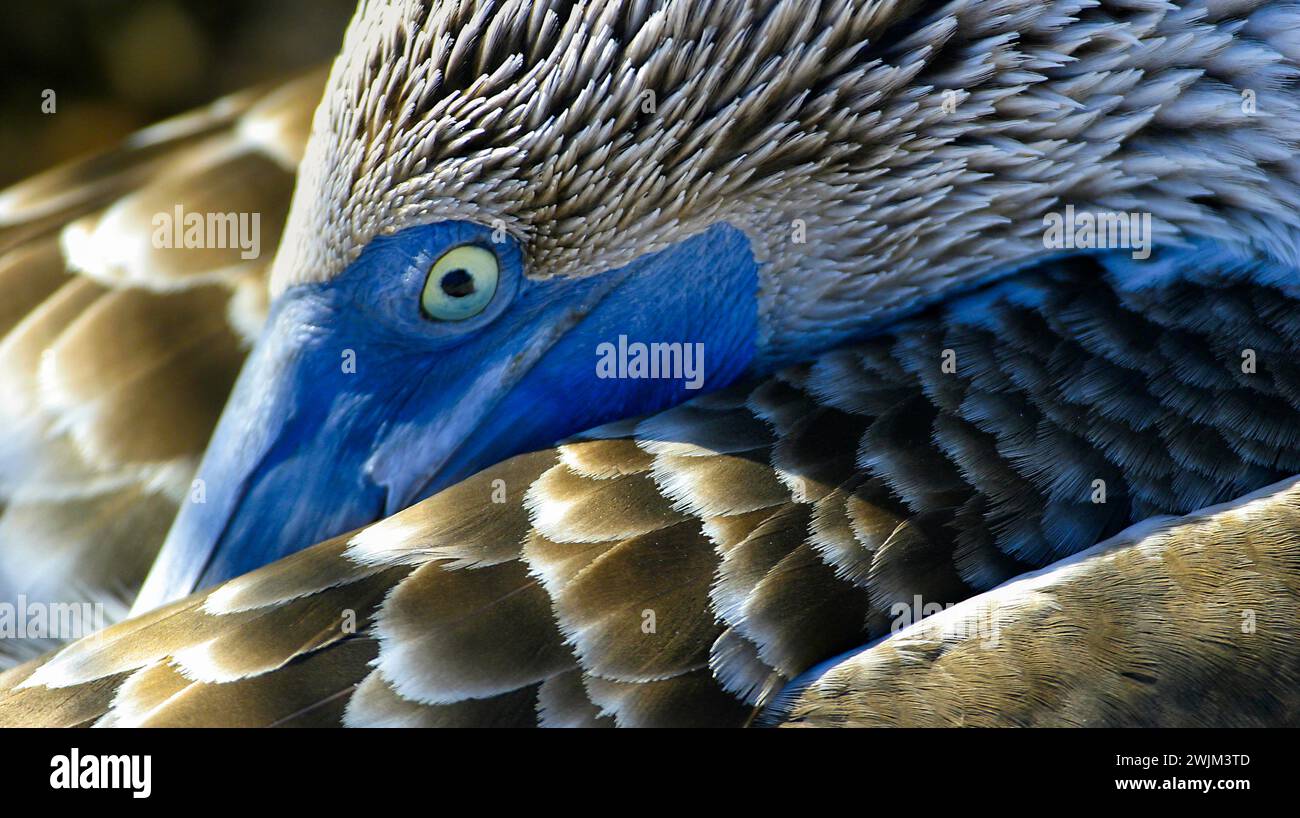 Blue-footed Booby, Sula nebouxii, Galápagos National Park, Galápagos ...