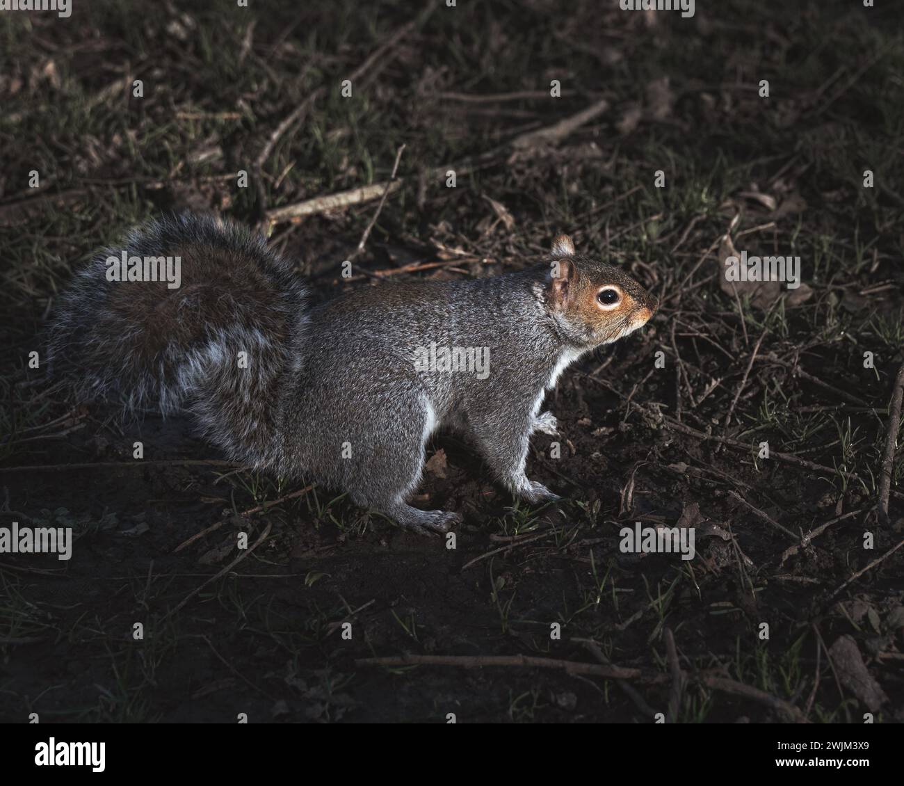low key side view of a grey squirrel in a park in West Sussex, 2024 ...