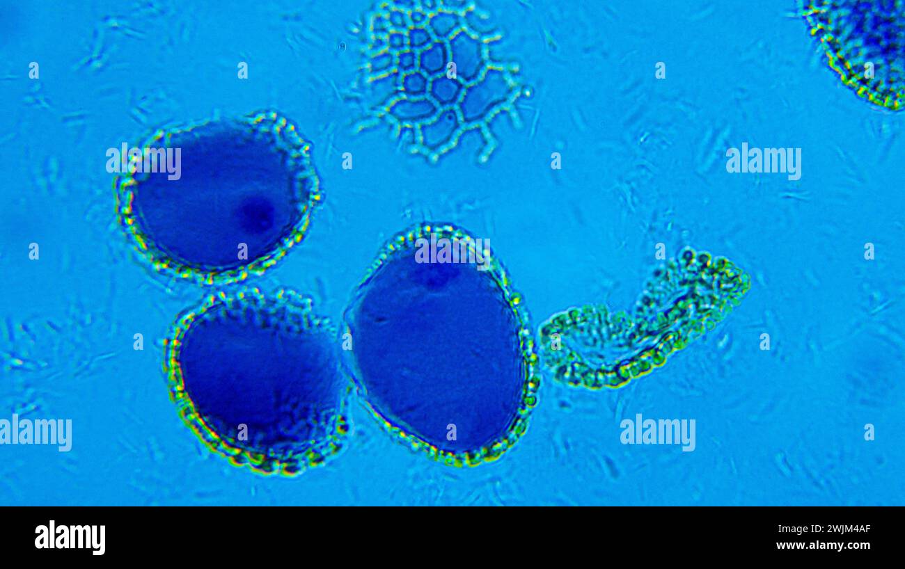 Lillium anther hi-res stock photography and images - Alamy