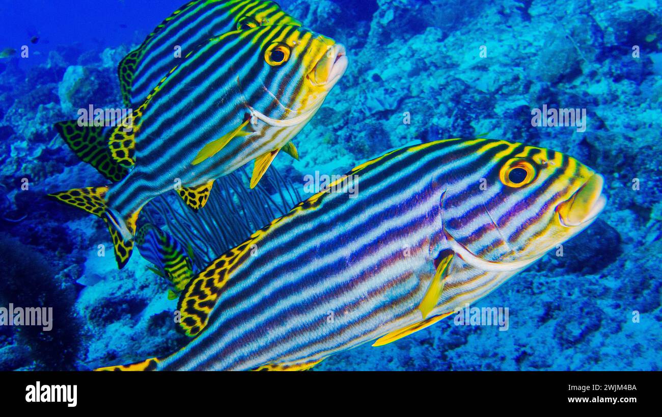 Striped Oriental Sweetlips, Plectorhinchus orientalis, North Ari Atoll ...