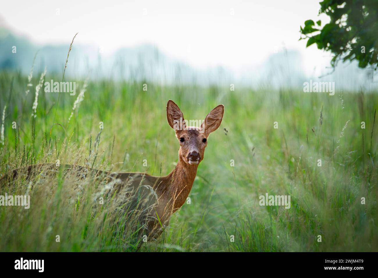Young roe deer in a field of tall grass looking at the camera Stock ...