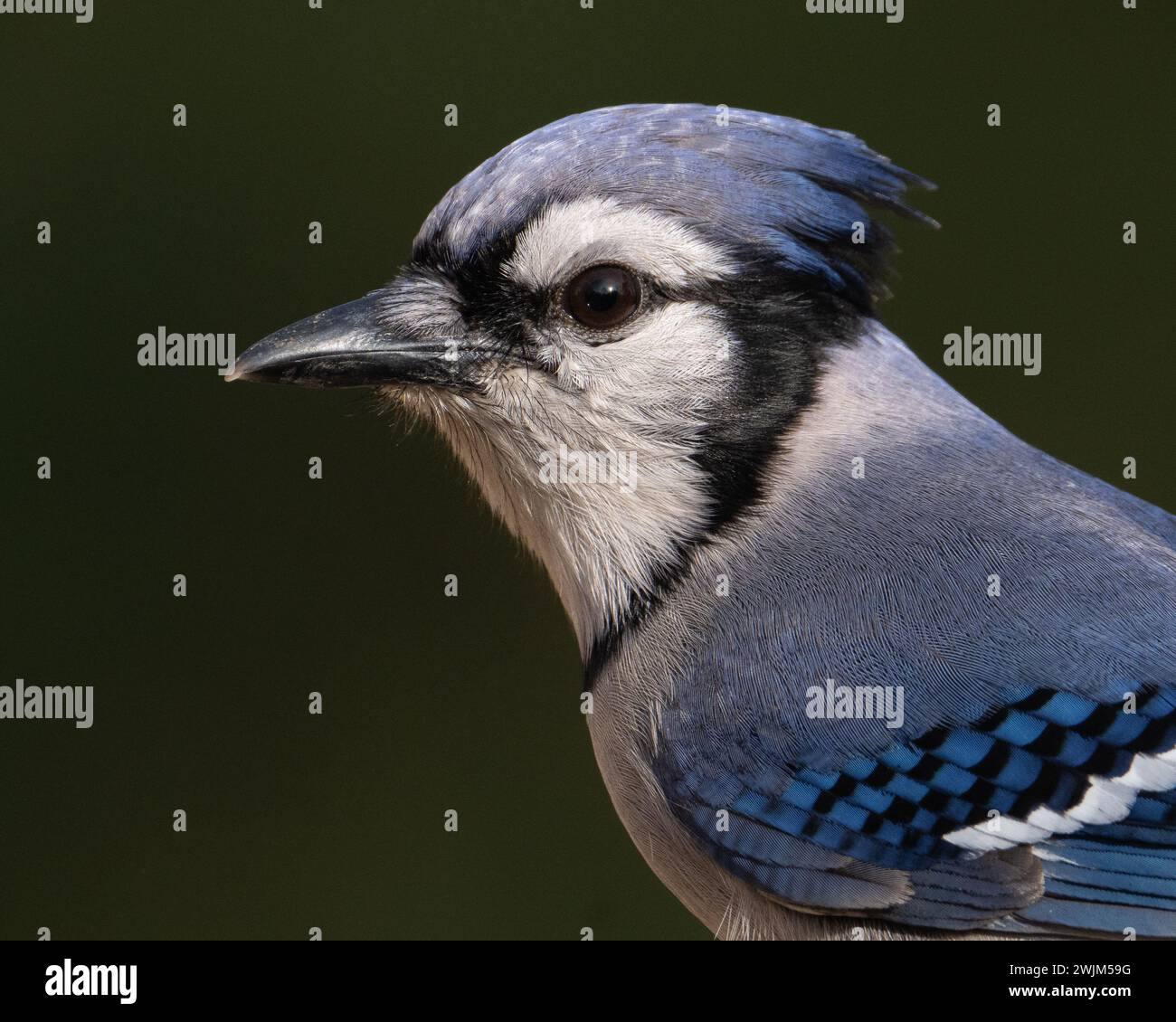 Bluejay portrait hi-res stock photography and images - Alamy