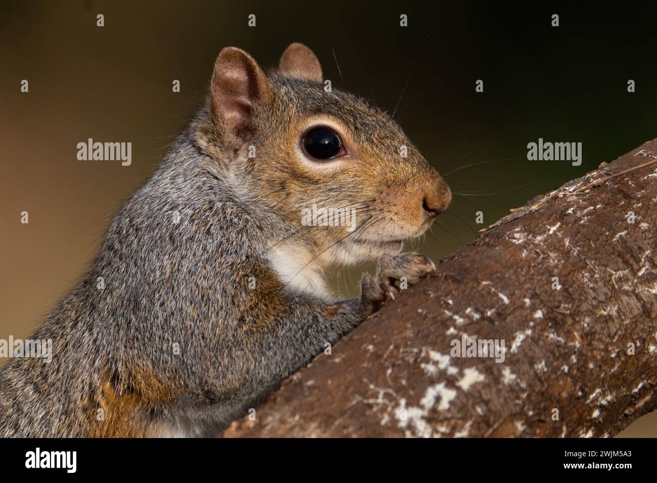 A grey squirrel resting on a wild cherry limb Stock Photo - Alamy