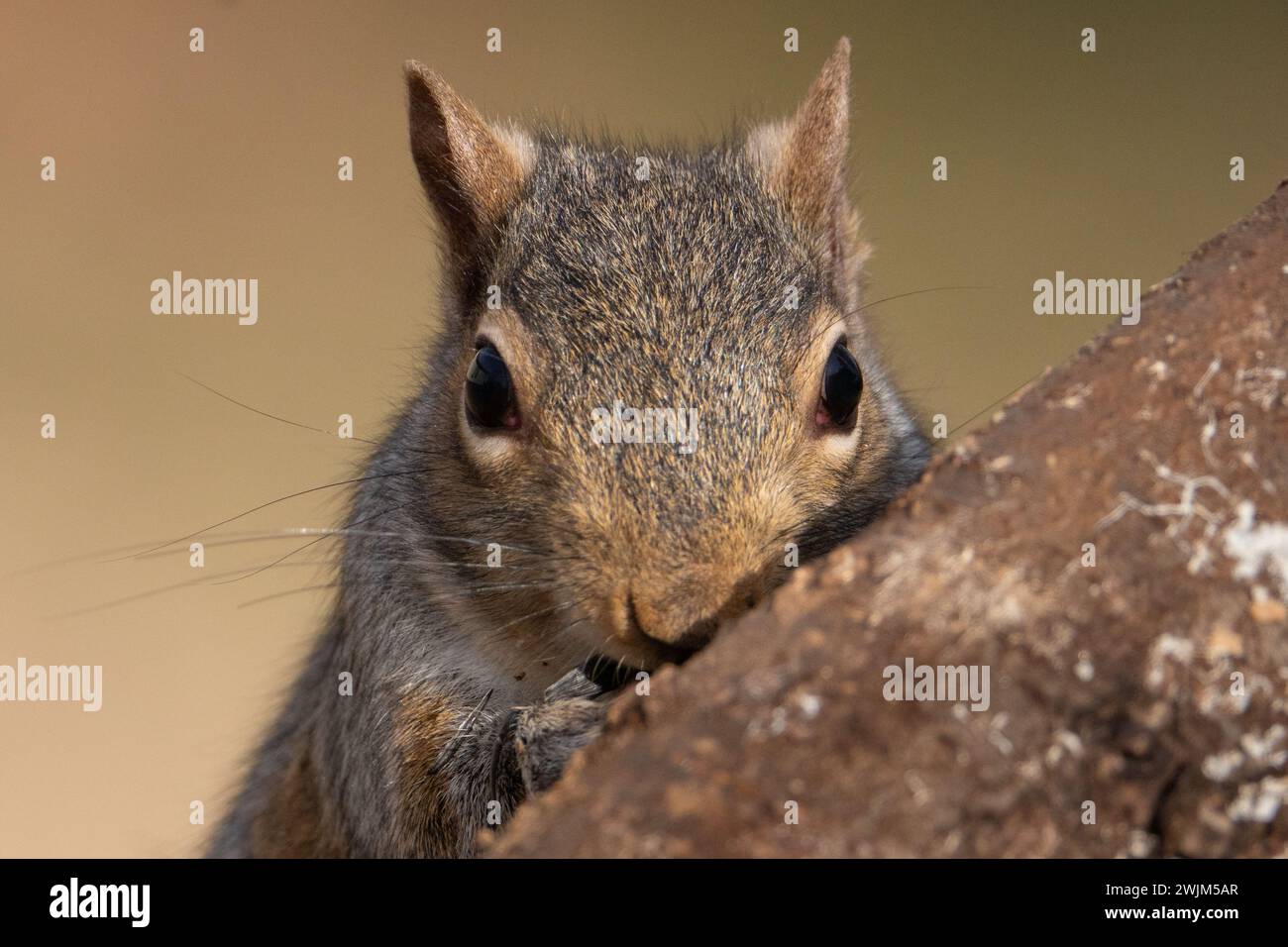 A grey squirrel resting on a wild cherry limb Stock Photo - Alamy