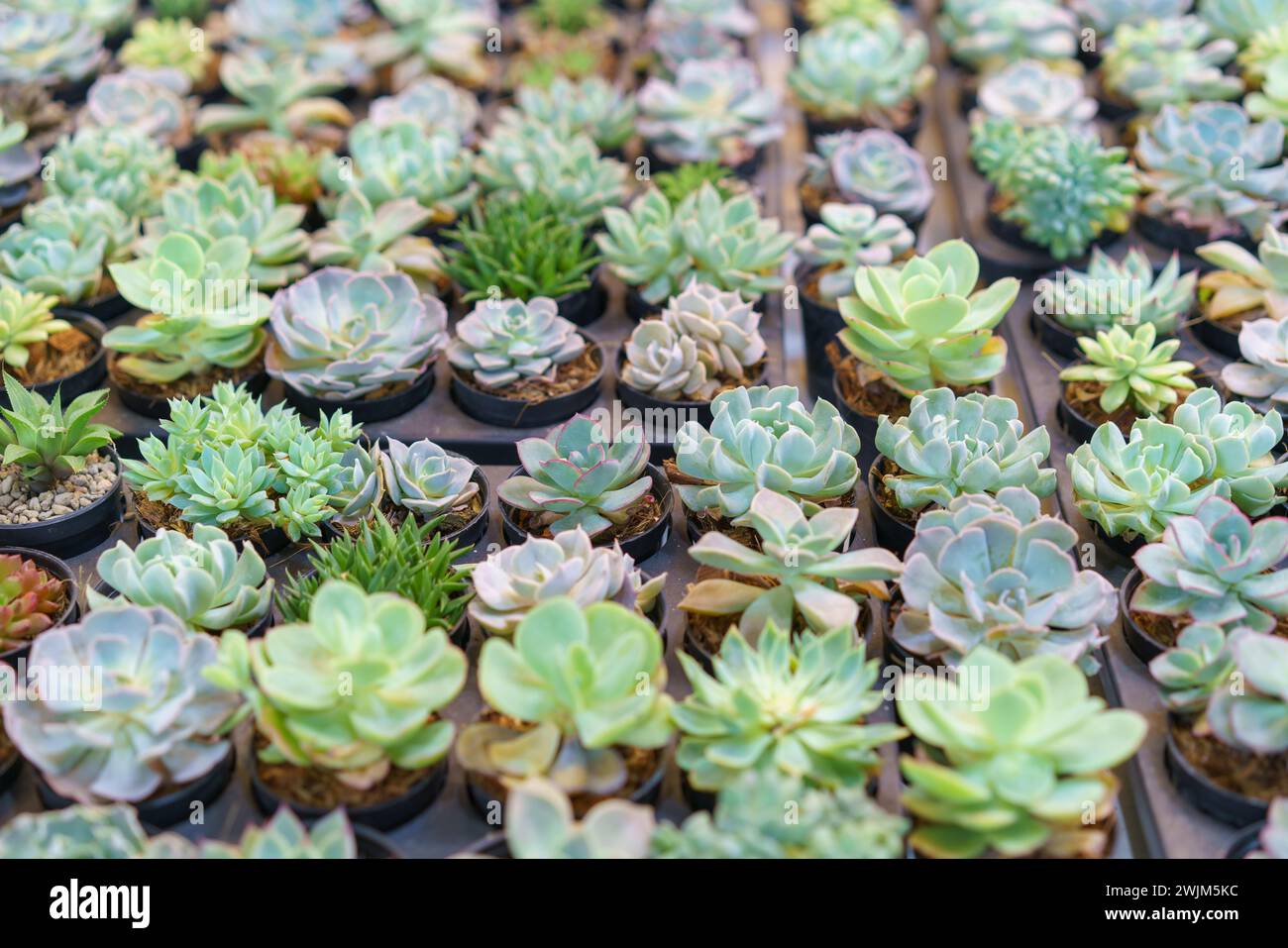An extensive array of Echeveria succulents, showcasing their rosette ...