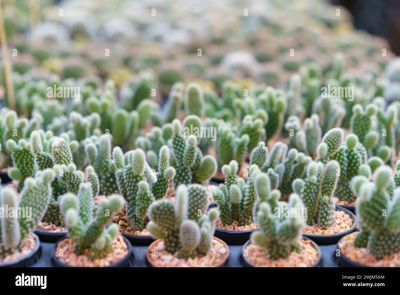 An extensive collection of miniature cacti in various shapes and sizes, neatly potted and lined ...