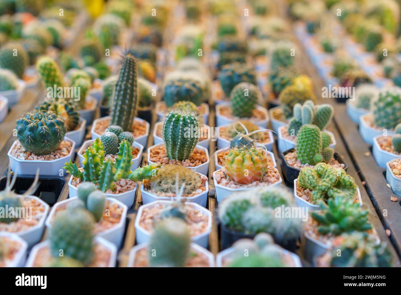 An extensive collection of miniature cacti in various shapes and sizes, neatly potted and lined ...