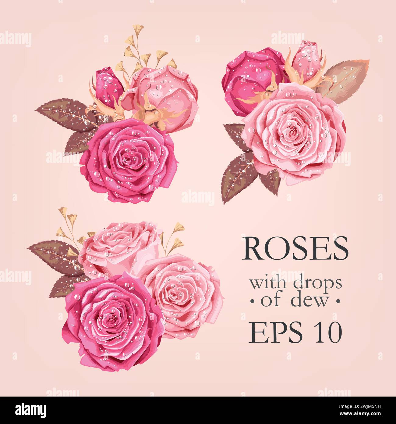 Set of pink rose Stock Vector Image & Art - Alamy