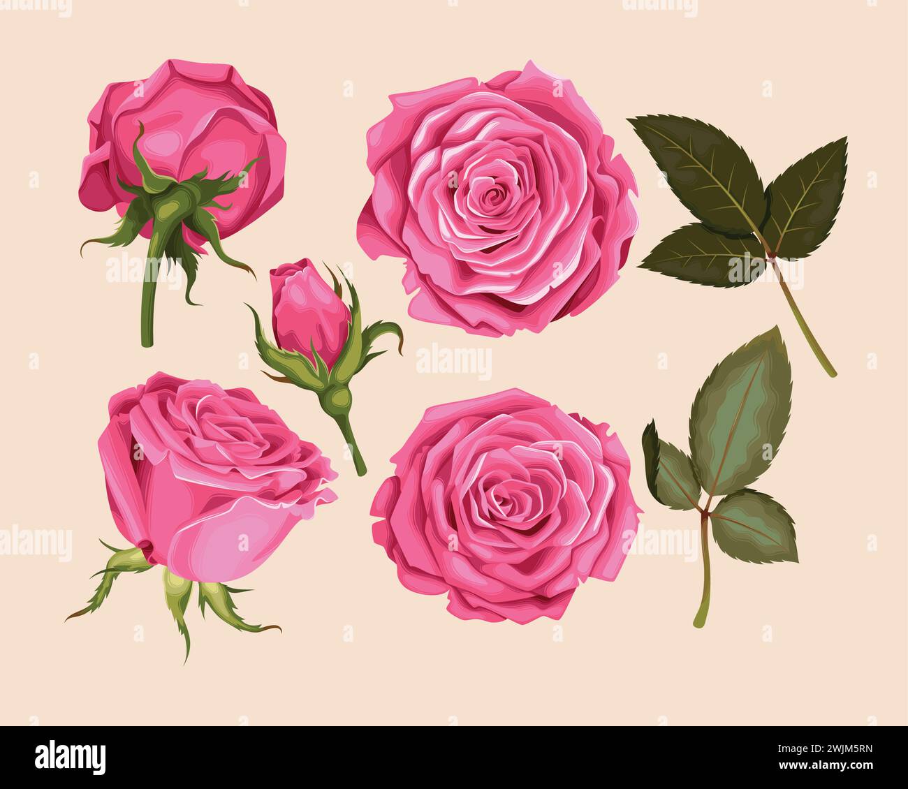 Pink rose plant natural Stock Vector Images - Alamy