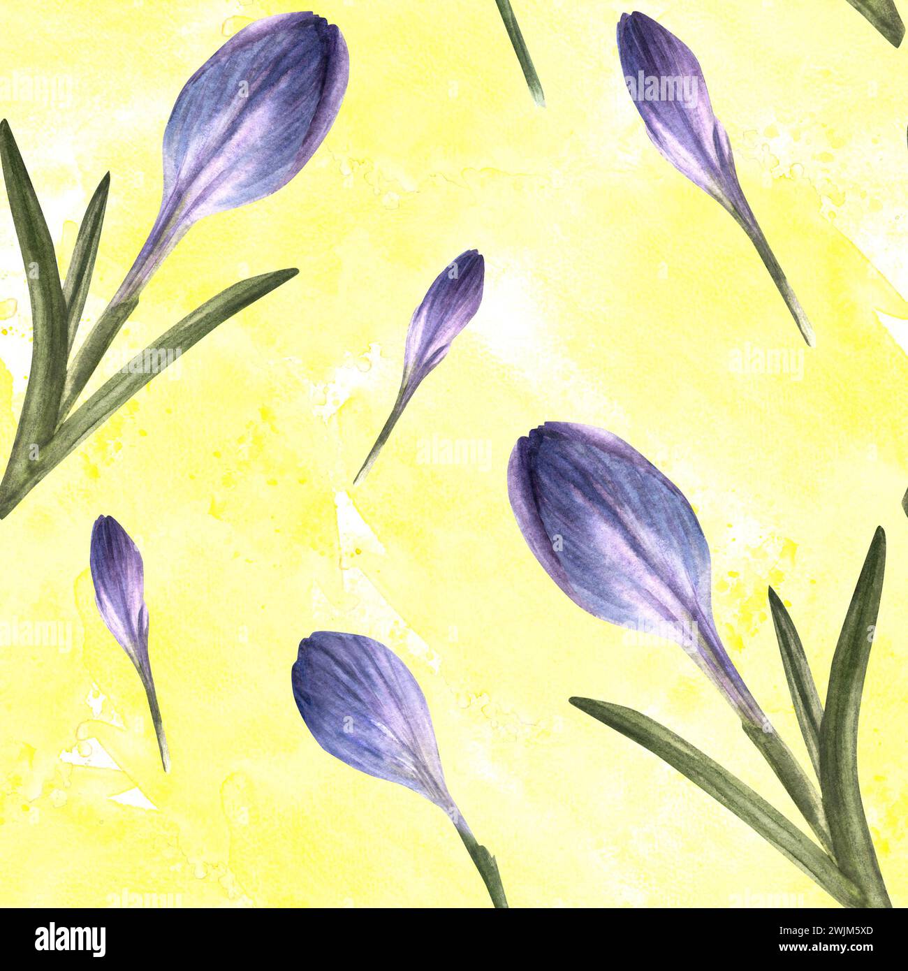 Watercolor early spring plant, crocuses, primary flowers, saffron ...