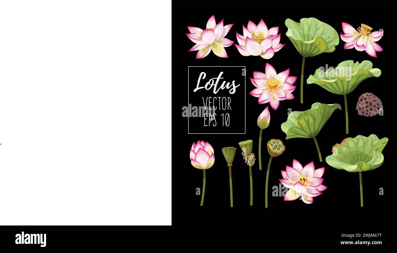 White lotus seed Stock Vector Images - Alamy