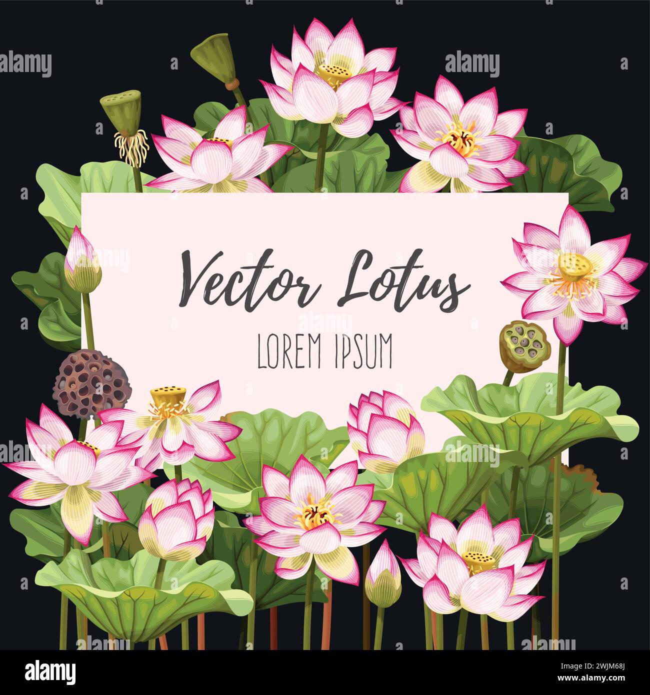 Card with lotus Stock Vector Image & Art - Alamy