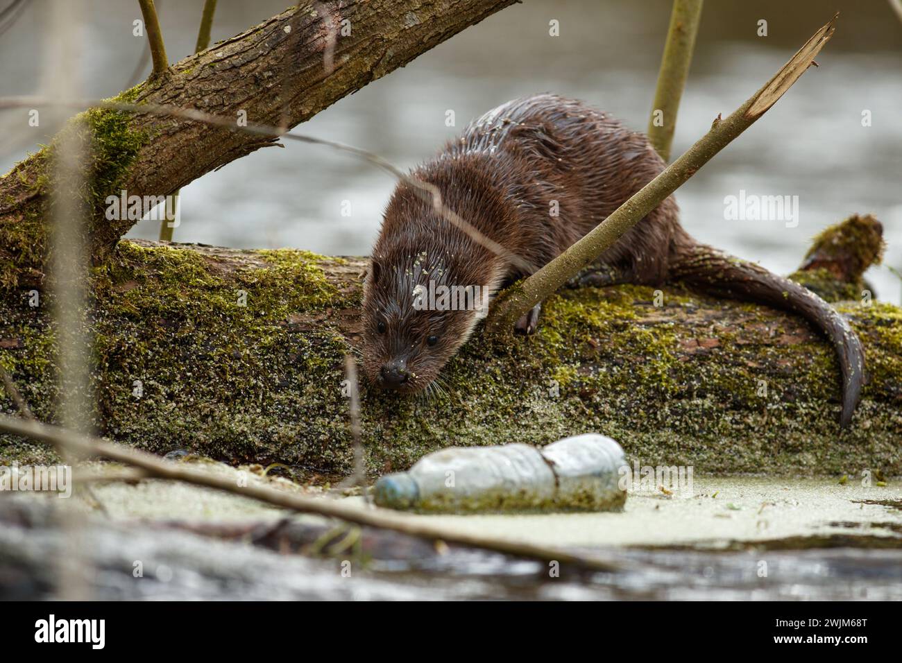 Otter on English river Stock Photo - Alamy