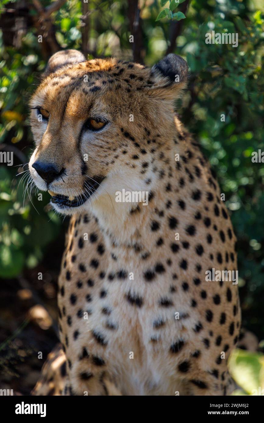 Close up cheetah head mouth hi-res stock photography and images - Alamy