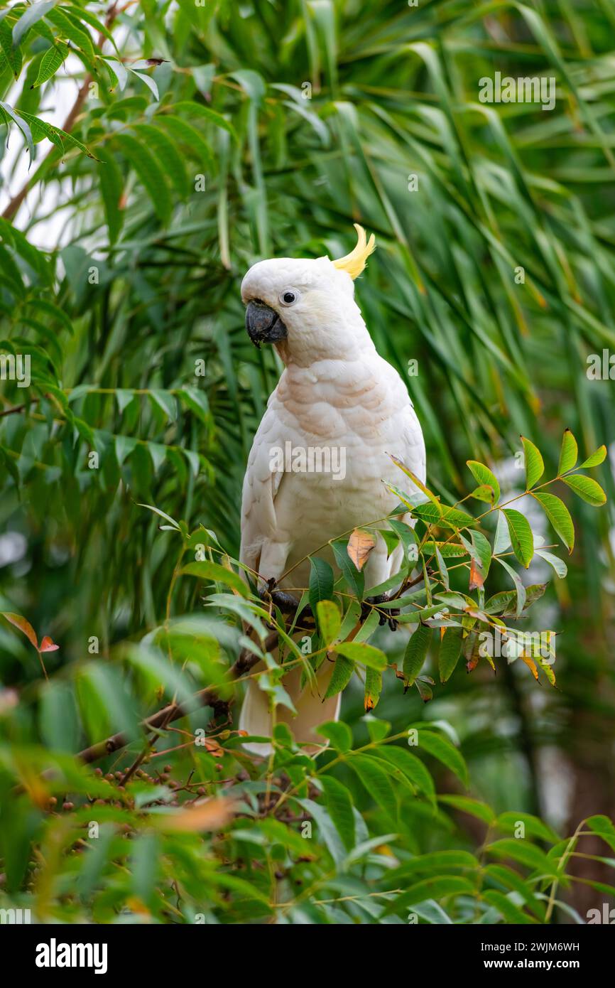 Cockatoo parrot sitting on a green tree branch in Australia. Sulphur ...
