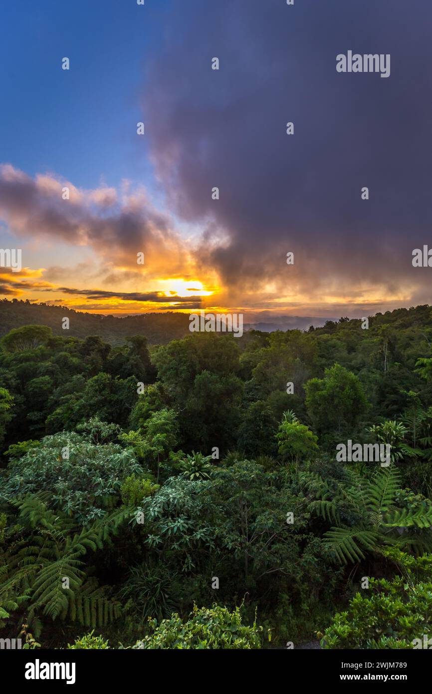 Sunset above Rainforest of Lamington National Park, Queensland ...