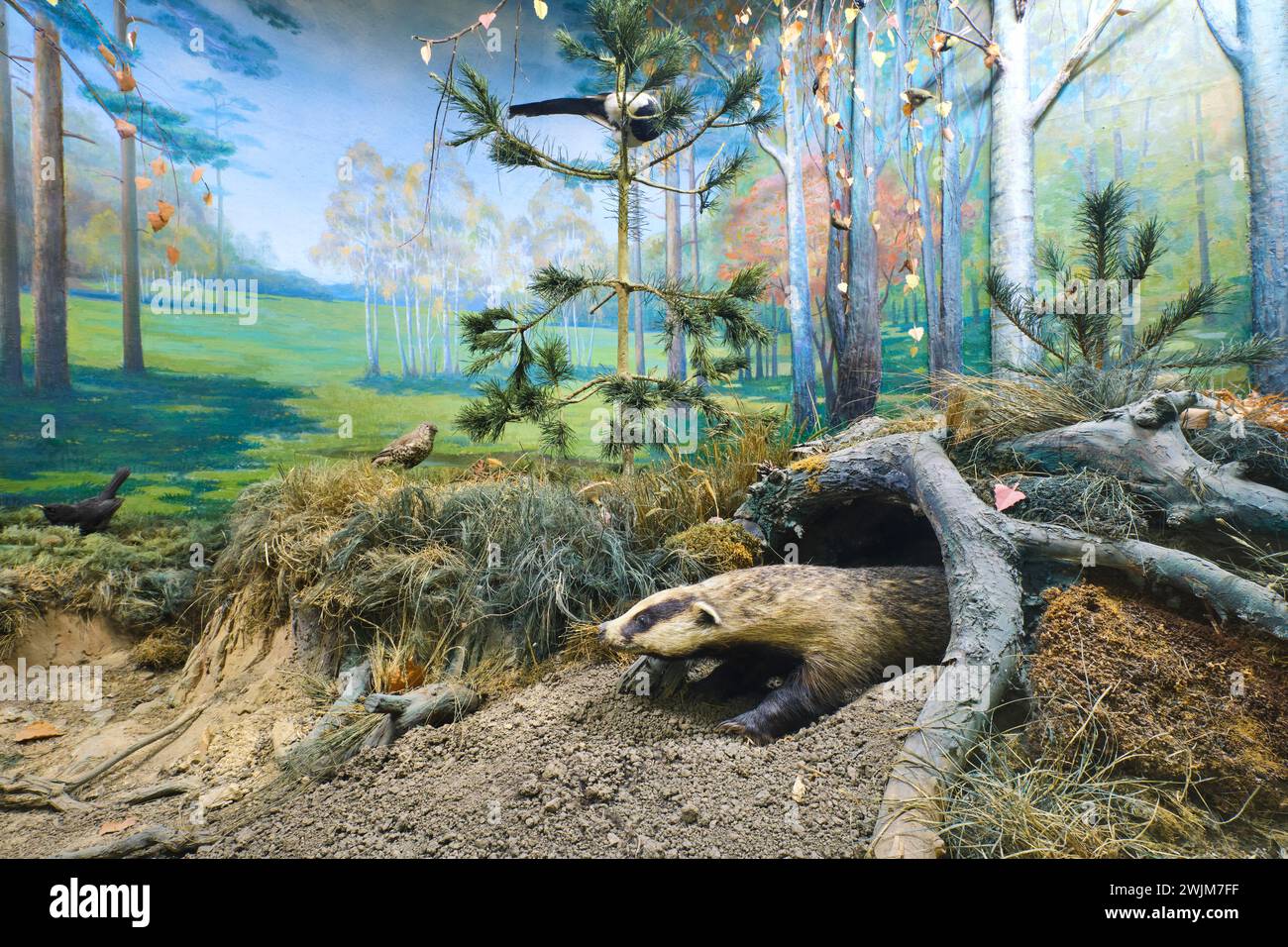 A badger emerges from its hole, burrow. A diorama of taxidermy at the ...