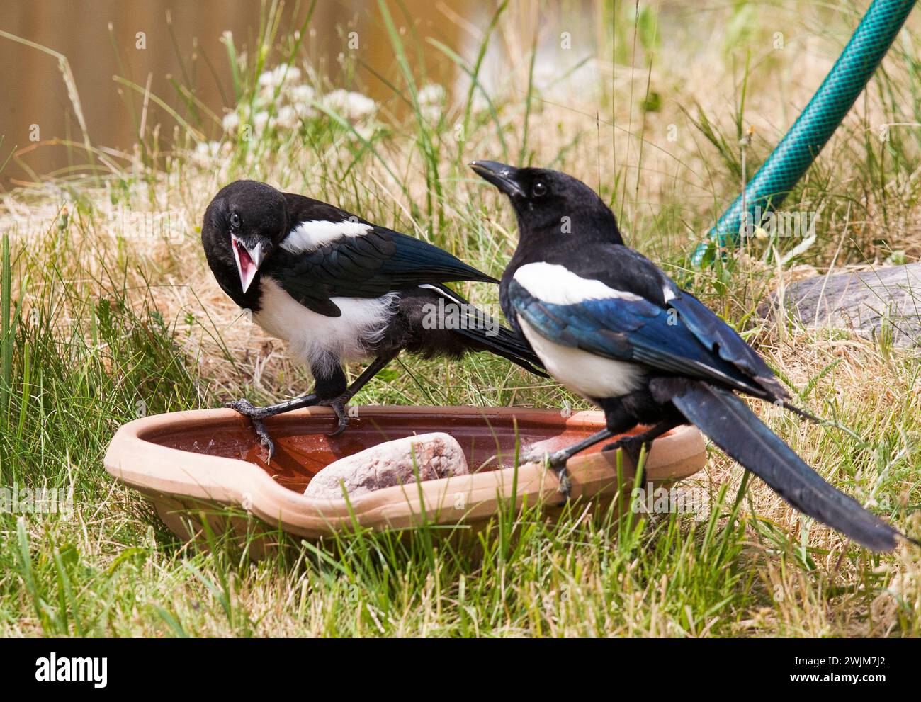 EURASIAN MAGPIE Pica Pica at the water bowl Stock Photo - Alamy