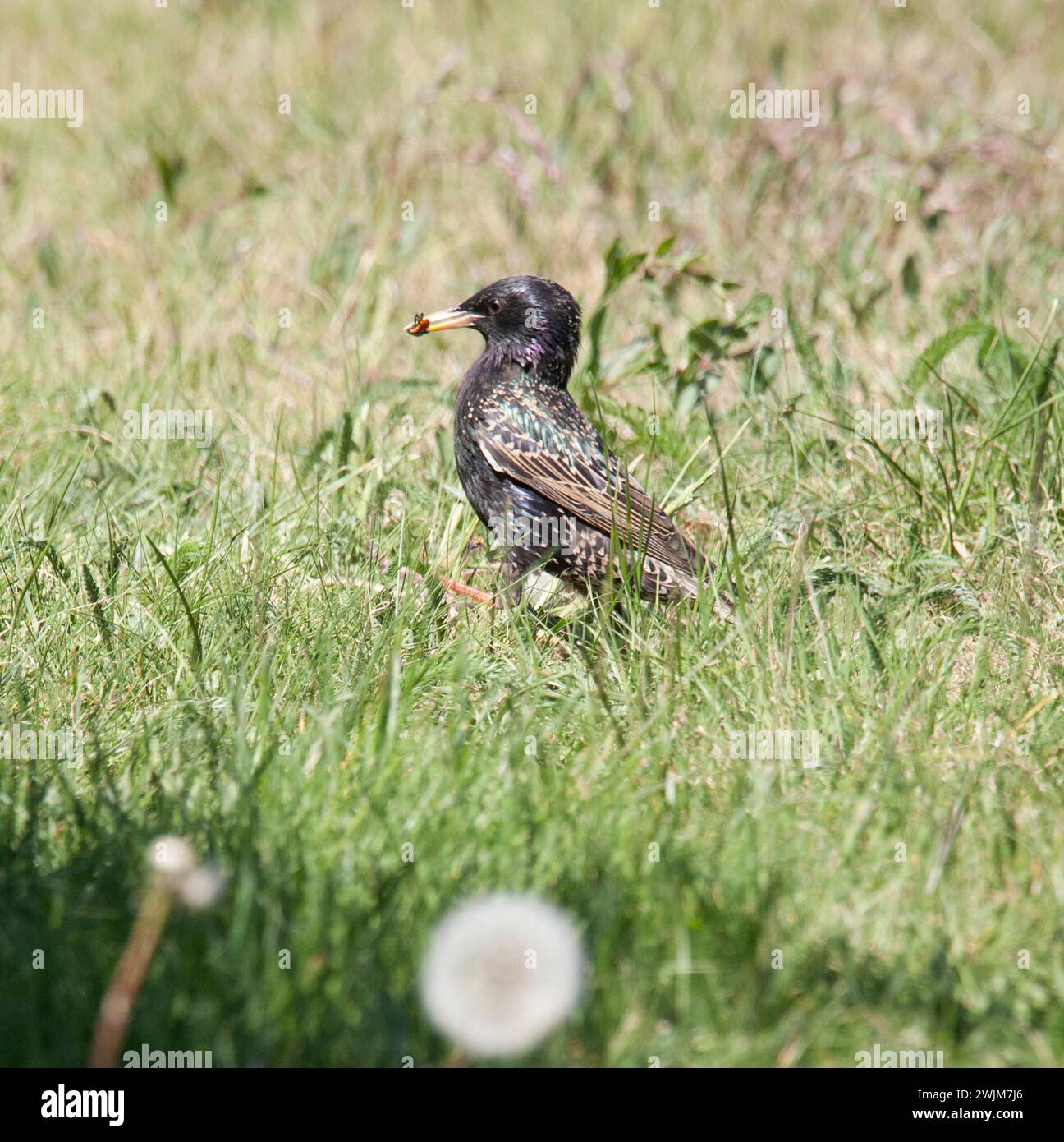 Animal starling hi-res stock photography and images - Alamy