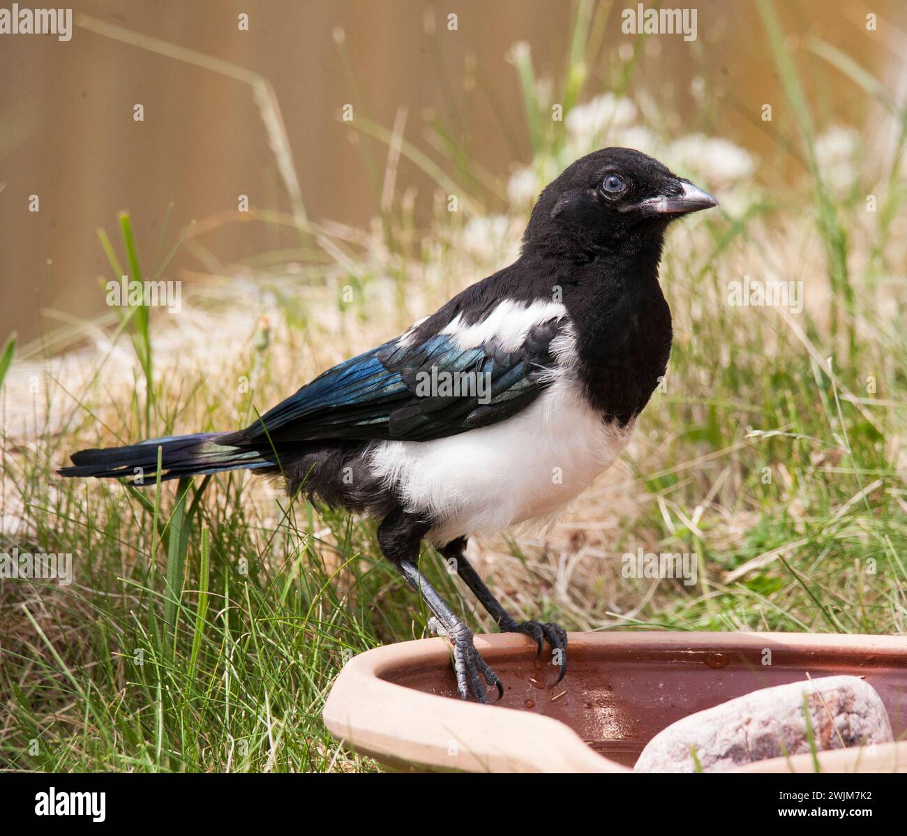 Pica pica pica hi-res stock photography and images - Alamy