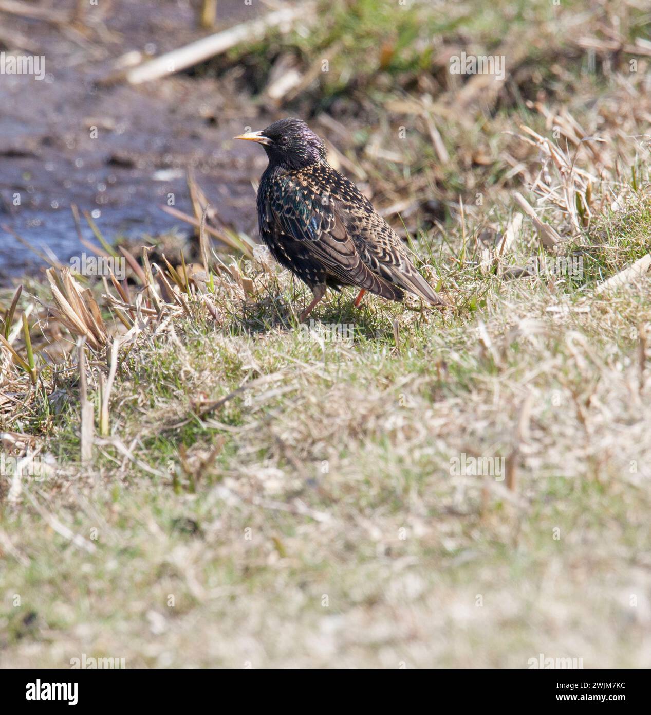 Animal starling hi-res stock photography and images - Alamy