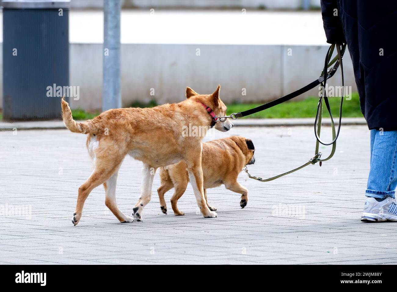 Gassi gesetz hi-res stock photography and images - Alamy