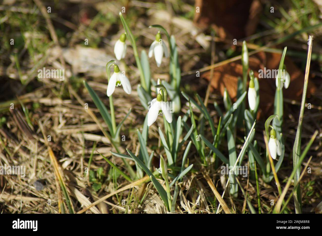Snowdrops in the sun in February 2024 Stock Photo - Alamy