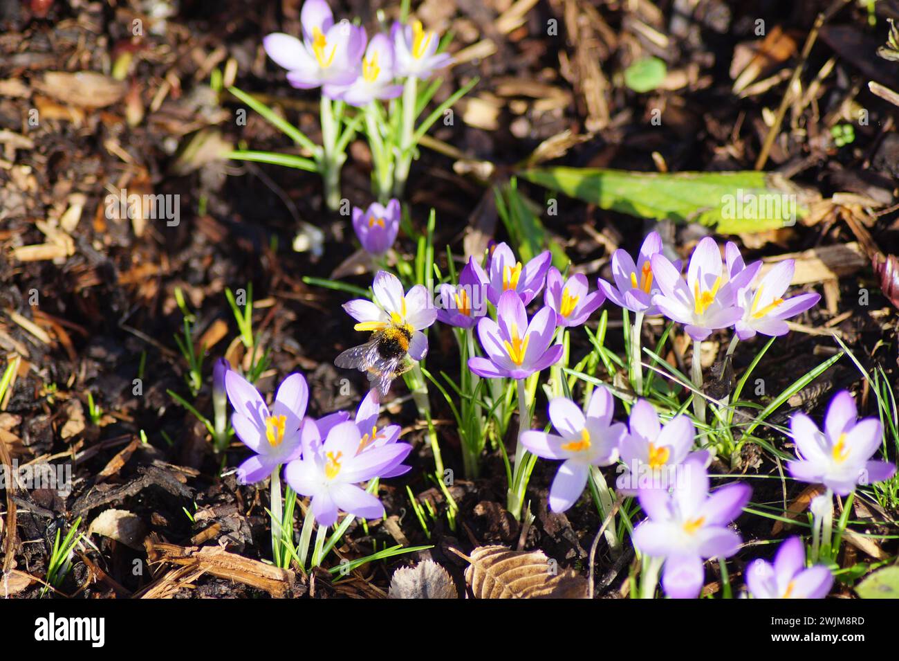 the first crocuses of the year in february 2024 and a bumblebee Stock Photo - Alamy