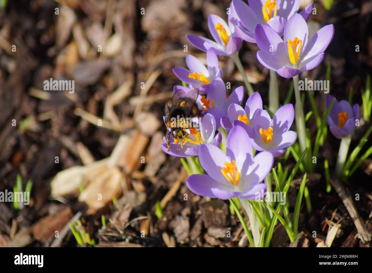 the first crocuses of the year in february 2024 and a bumblebee Stock ...