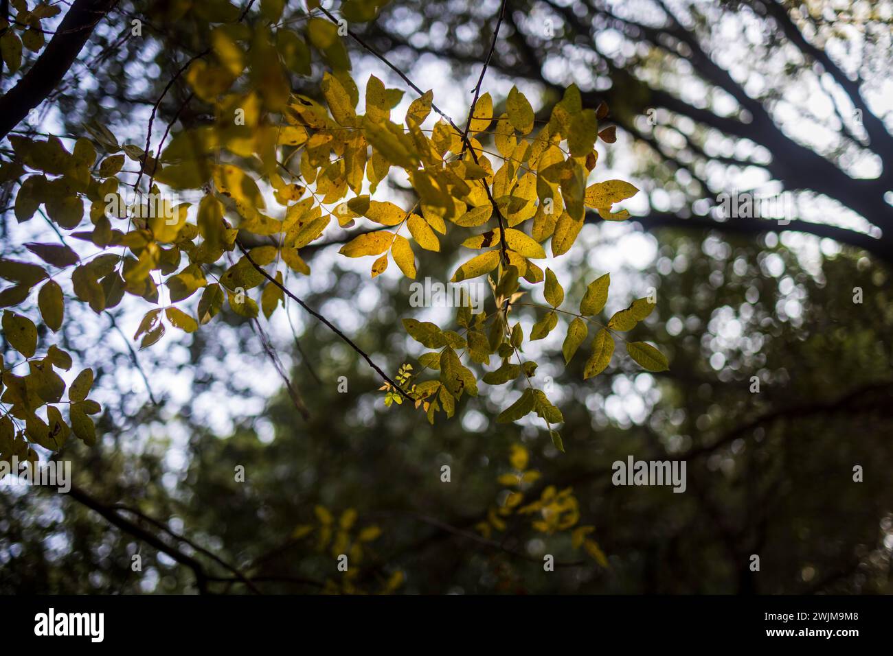 Pistacia terebinthus also called the terebinth and the turpentine tree ...