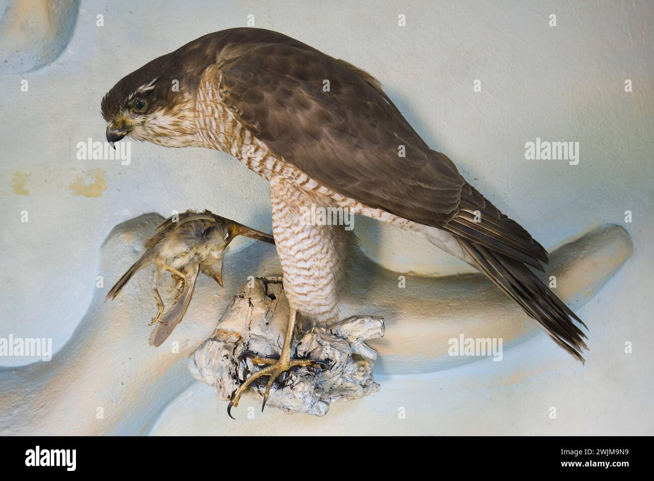 A brown hawk, falcon bird with a dead bird just caught in its tallon ...
