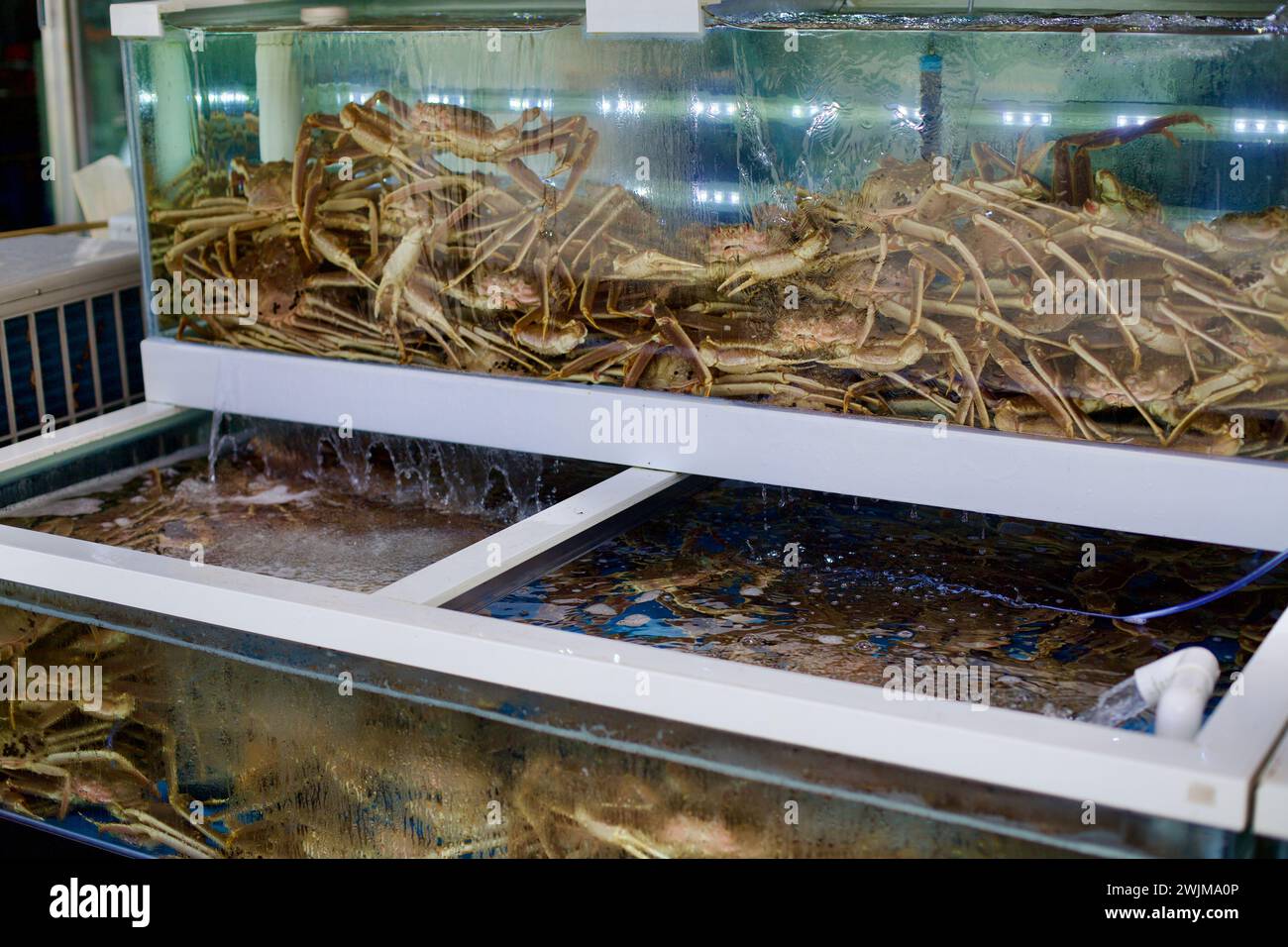 Gangneung City, South Korea - July 29th, 2019: Snow crabs thrive in ...