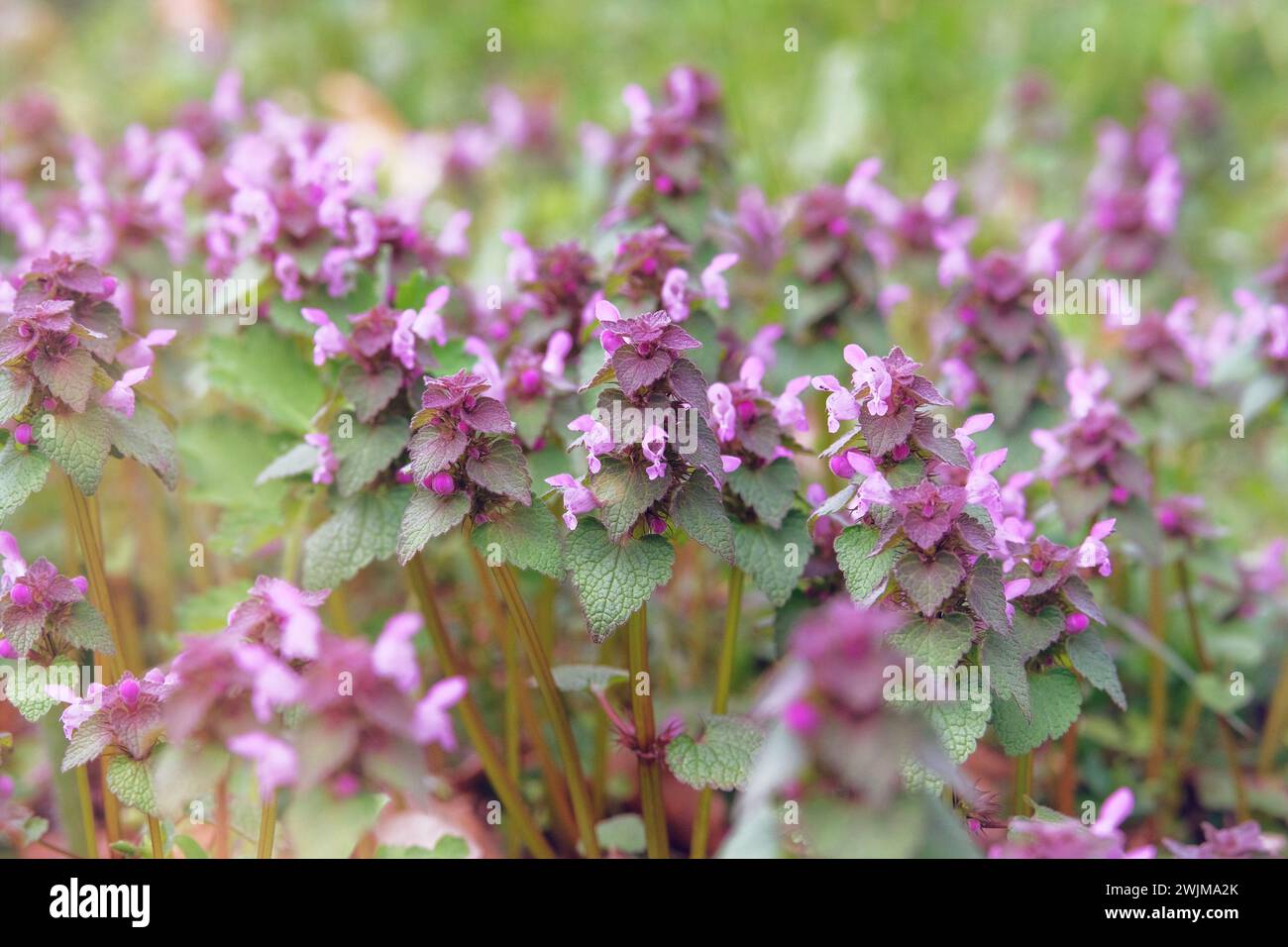 Melissa flower hi-res stock photography and images - Alamy