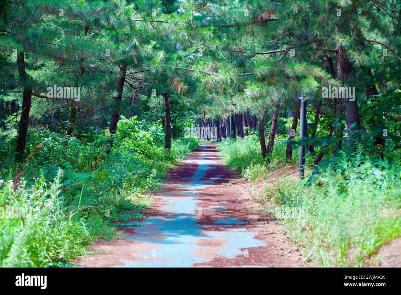 Gangneung City, South Korea - July 29th, 2019: A sunlit bike and walking path under the canopy ...