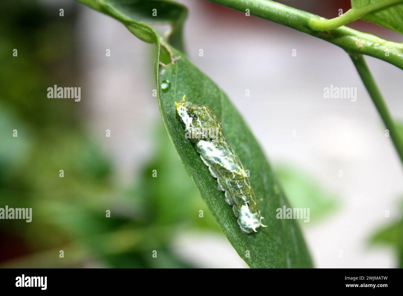 Common Mormon butterfly (Papilio polytes) caterpillar in 4th instar ...