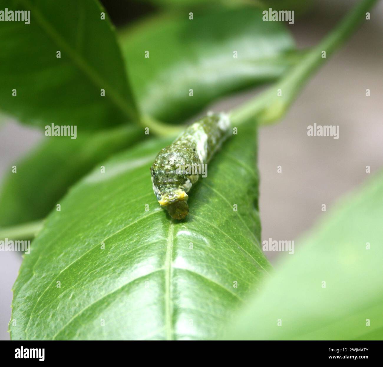 Common Mormon butterfly (Papilio polytes) caterpillar in 4th instar ...