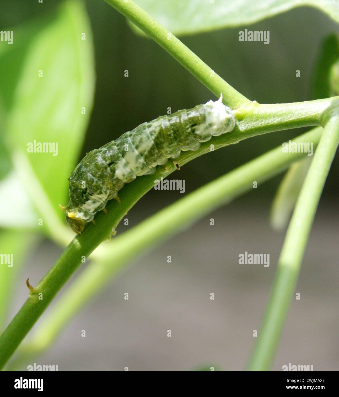 Common Mormon butterfly (Papilio polytes) caterpillar in 4th instar ...