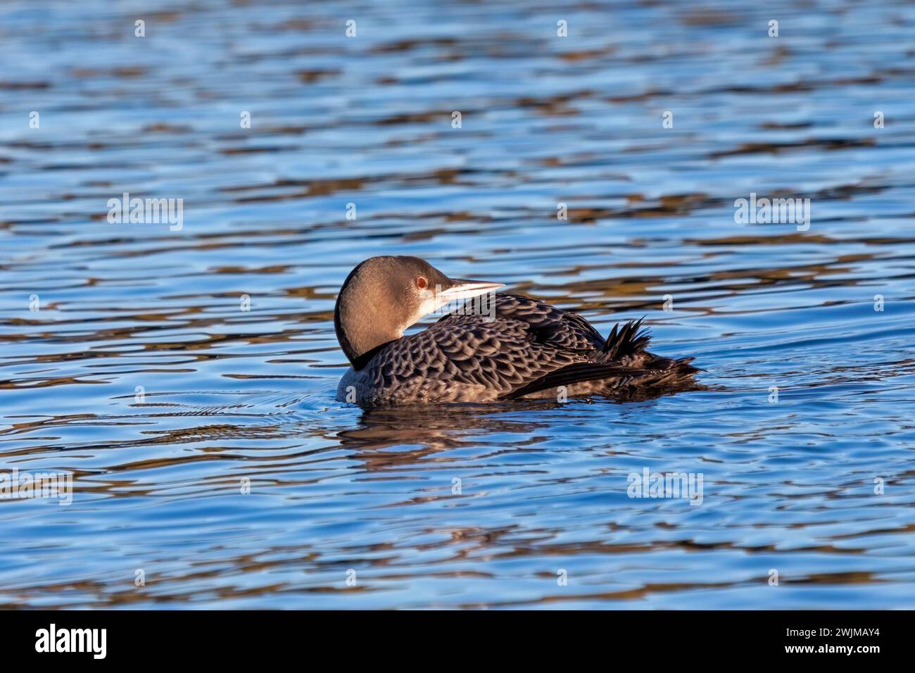A baby loon, with its head turned back, floats on the blue water of a ...