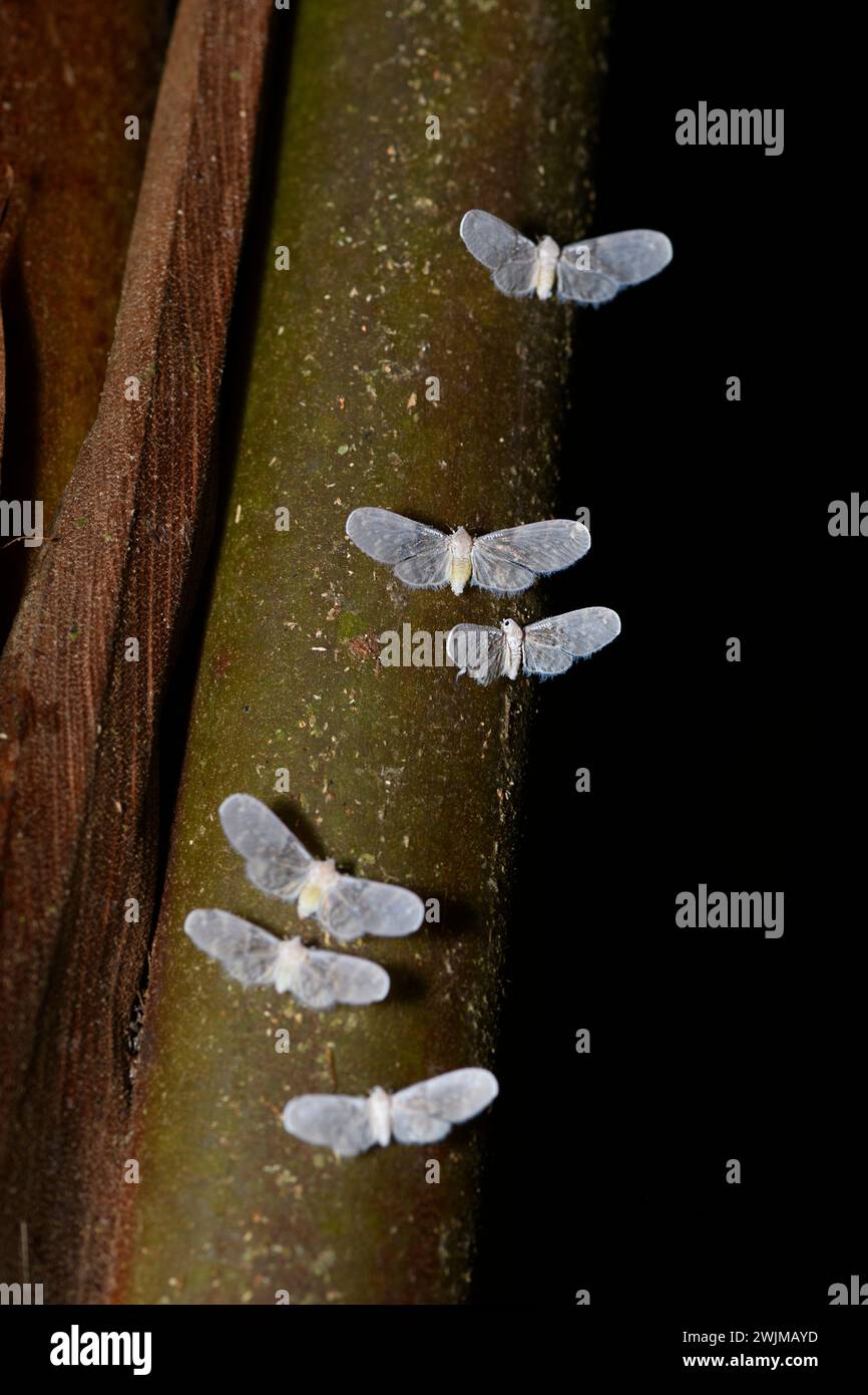 Derbid planthoppers (family Derbidae) from Las Arrieras, Costa Rica ...