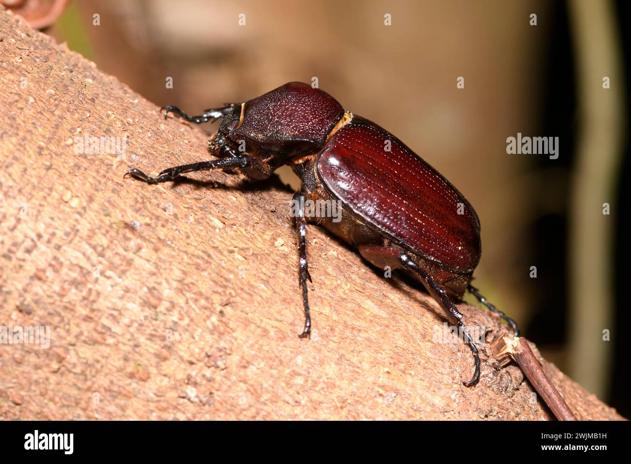 Scarab beetle (Cyclocephala sp.) from Las Arrieras Nature Reserve ...