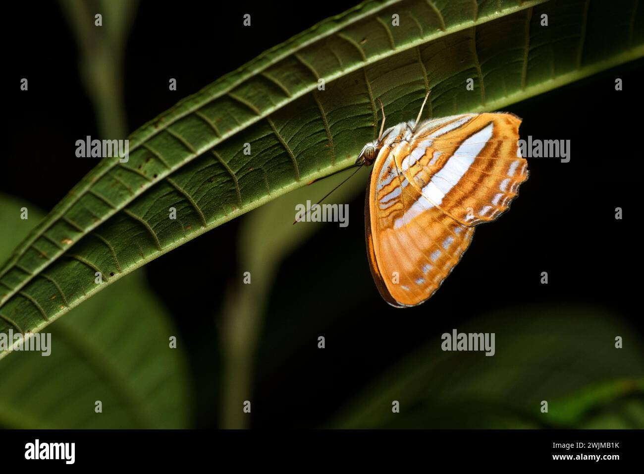 Smooth-banded sister (Adelpha cytherea marcia) from Las Arrieras Nature ...