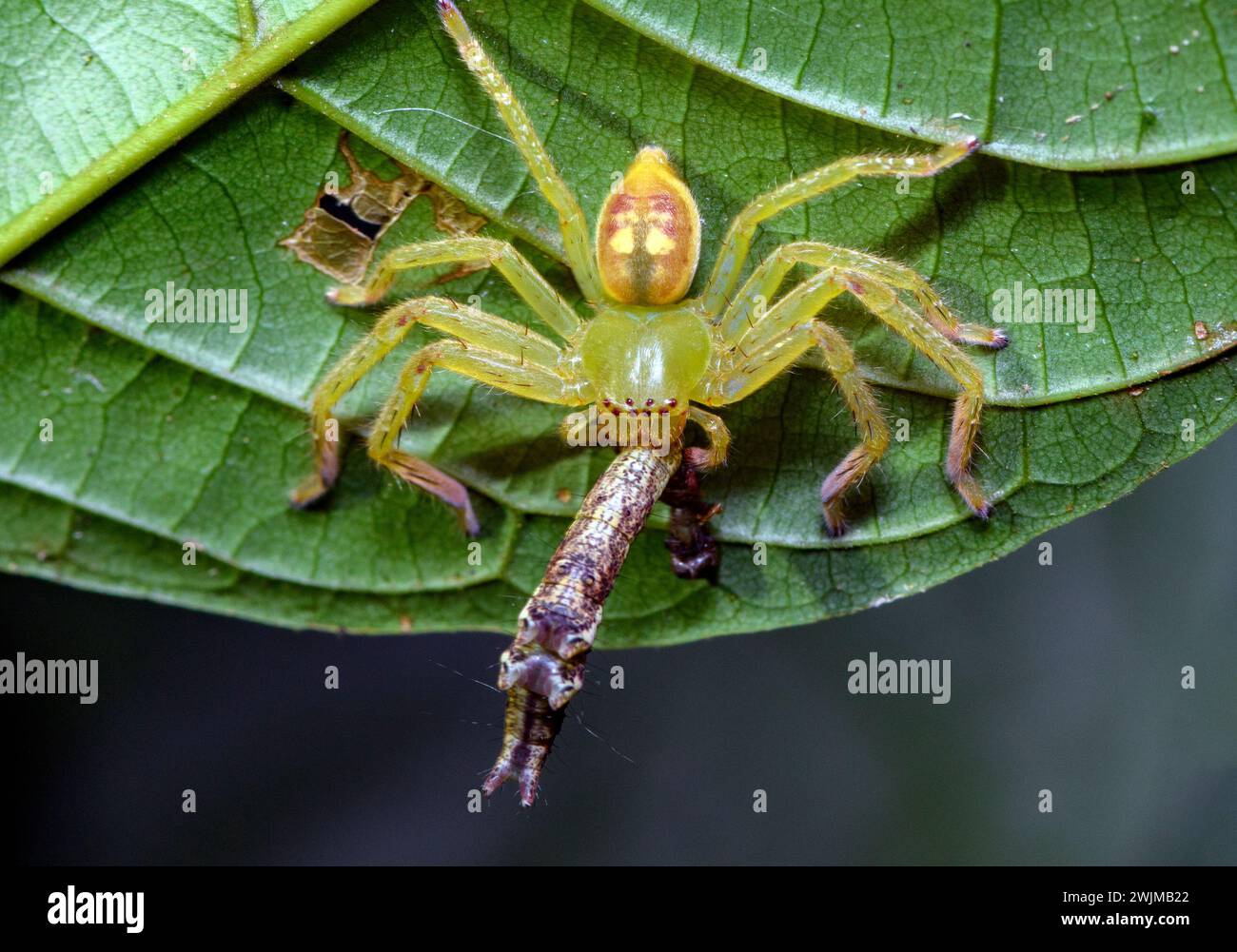 Huntsman spider (Olios sp., family Sparassidae) with prey. Photo from ...