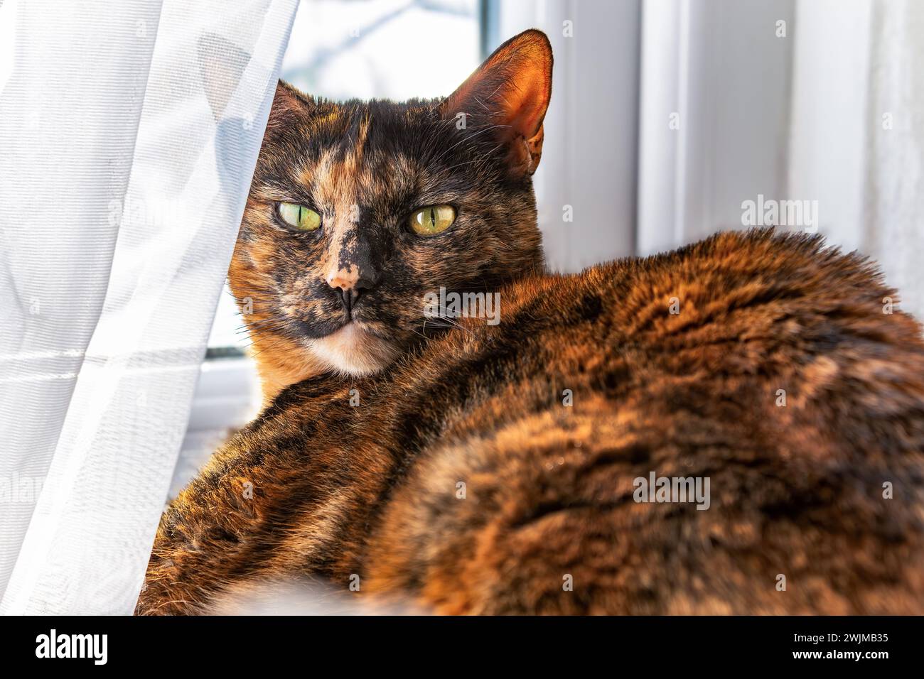 Cute Female Tortoiseshell cat relaxing on a window sill in the sun ...