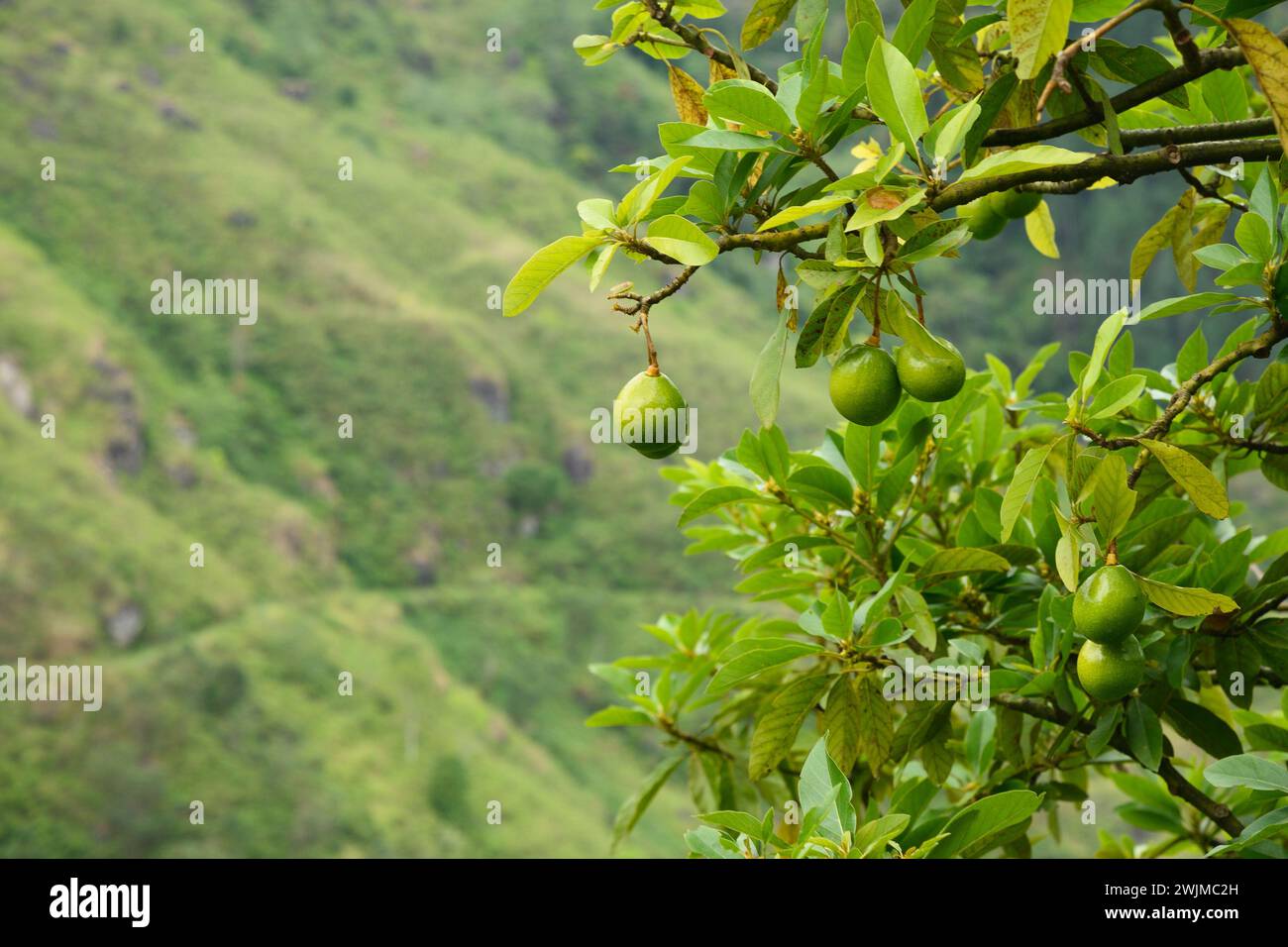 Fresh healthy avocado growing on tree. Agriculture. Food background ...
