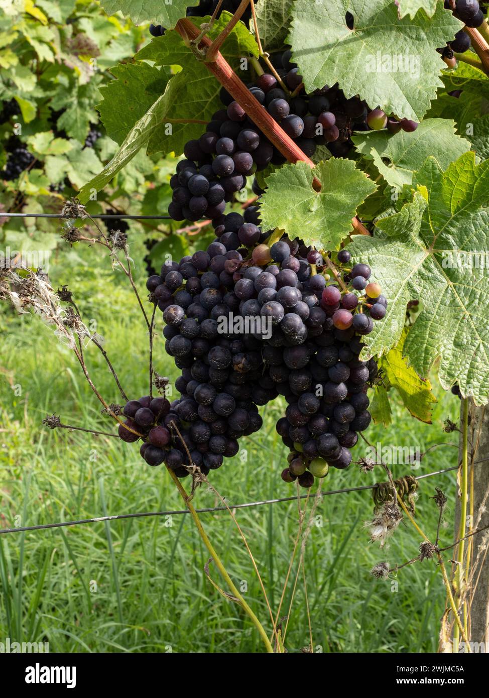 Red grape variety at Denbies Wine Estate, Dorking, Surrey, UK Stock ...